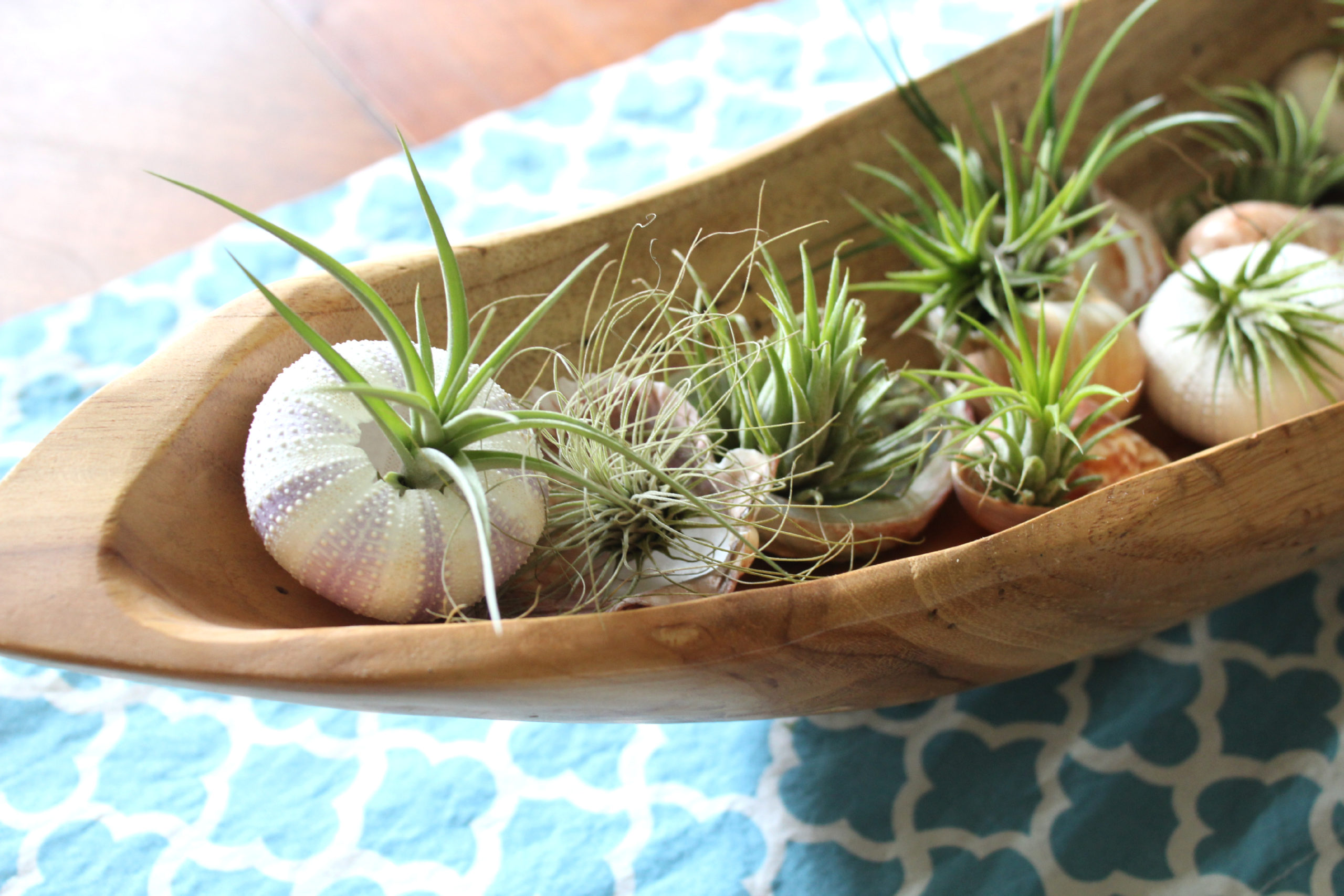 Air Plants in Sea Shells - Finding Silver Pennies